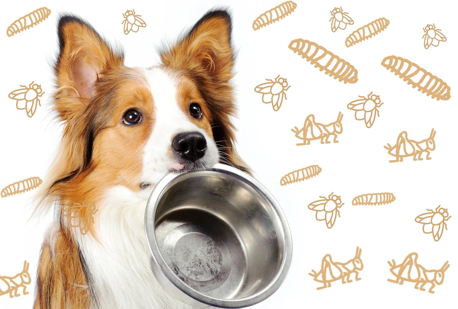 How Insect Based Protein is Revolutionising Food for Our Pets – The ...